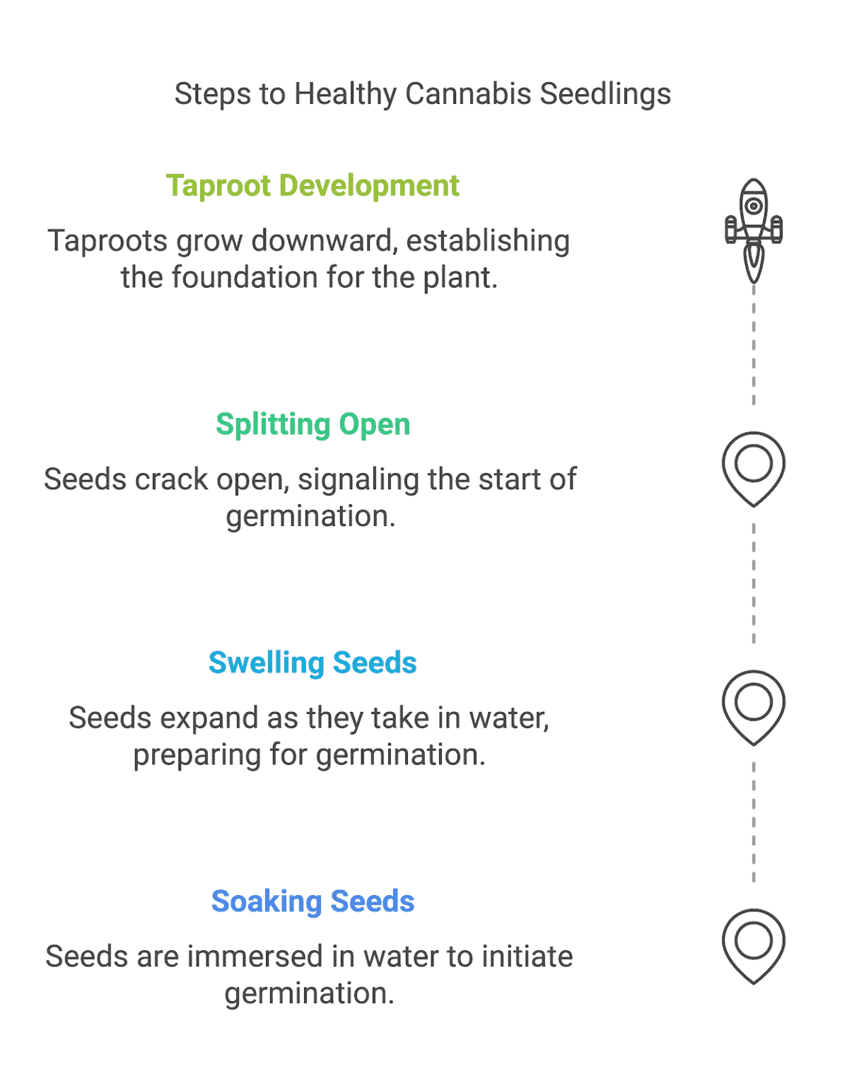 Understanding Taproot Development in Cannabis Seeds and Seedlings ...