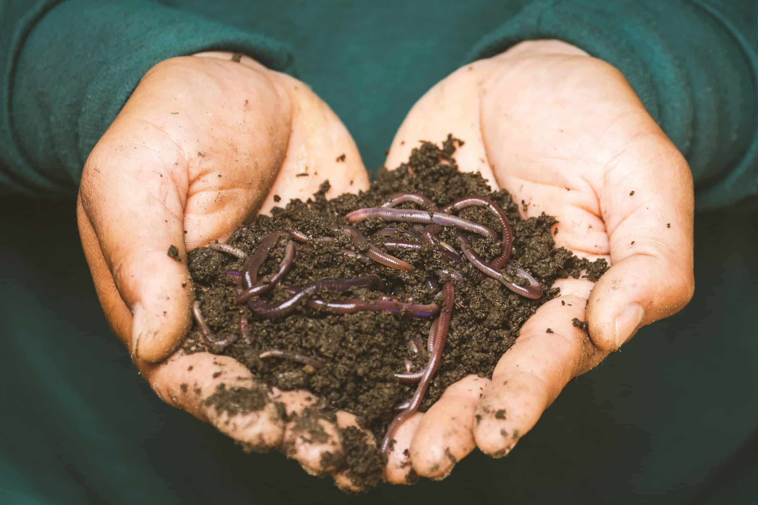 Using Worm Castings as Organic Fertilizer for Growing Cannabis ...