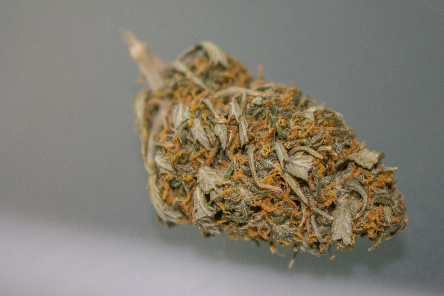 What Is Ganja and Why Is It Popular in Cannabis Culture? | Cannabis Shop